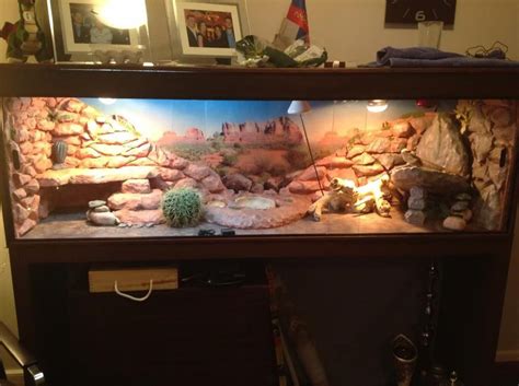 How To Decorate A Bearded Dragon Tank
