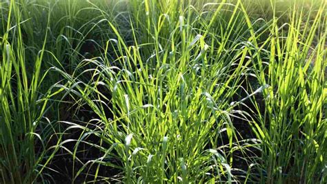 How To Plant Grow And Care For Switchgrass Complete Guide