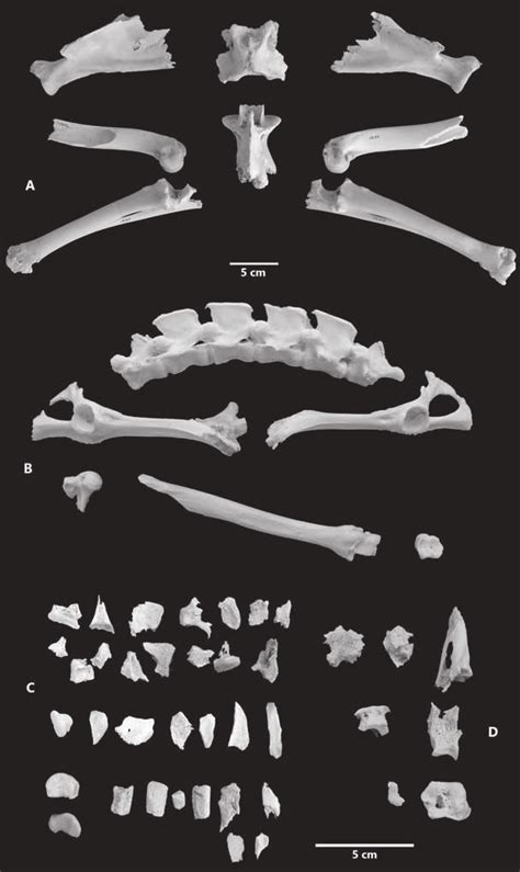 Bone Fragmentation And Example Of Digested Remains Collected After