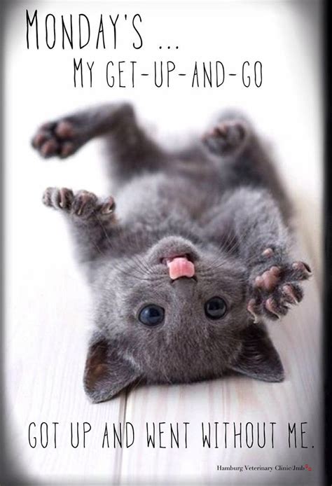 Mondays Get Up And Go Went Without Me Monday Monday Quotes Happy Monday