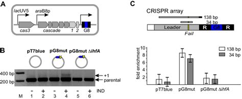 Cas1 Is Associated With Crispr Array Leader In Cells Undergoing Primed Download Scientific