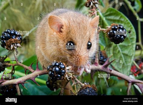 Dormouse Images
