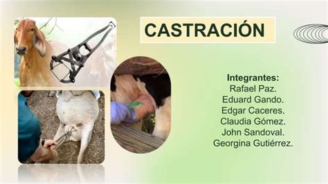 Manual De Castración De Cerdosdocx