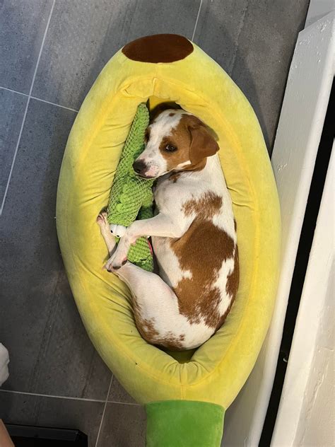 Jilly Bean Is Just Chilling In The Sunshine R Jackrussellterrier