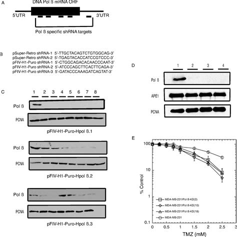 Human Methyl Purine Dna Glycosylase And Dna Polymerase β Expression
