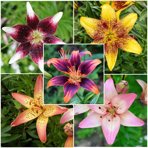 Asiatic Lily Bulbs Tango Mix Flower Bulbs Eden Brothers
