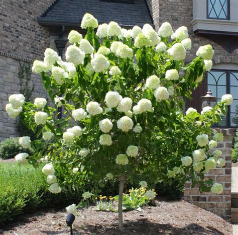 Limelight Hydrangea Tree Form Wading Manor Nursery