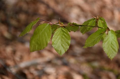 Beech Leaves Green Branch Free Photo On Pixabay Pixabay