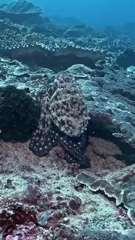 Shape Shifting Wonder Album On Imgur