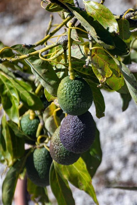 New Harvest On Avocado Trees Plantations On La Palma Island Canary