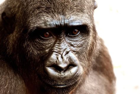 La Protection Des Espèces En Afrique Vue Par Emile Ouosso