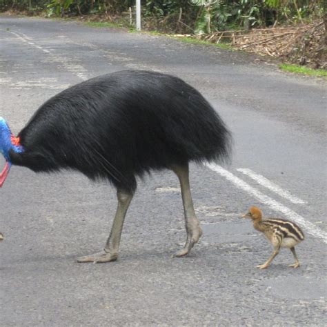 Cassowary The Majestic Bird Of The Rainforest