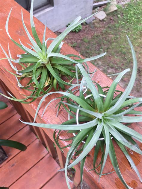 112 Best Brachy Images On Pholder Monster Hunter Monster Hunter