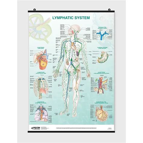 Lymphatic System Poster Lucia Manzoli Stefano Ratti Piccin