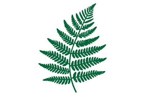 Premium Vector Fern Leaf Vector Silhouette Isolated In White Background