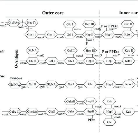 Structure Of The Lps Core Structures Of The Inner Core And Download Scientific Diagram
