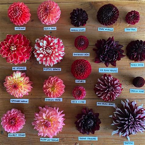 Dahlia Varieties And Various Types Of Dahlias Urban Plants Artofit