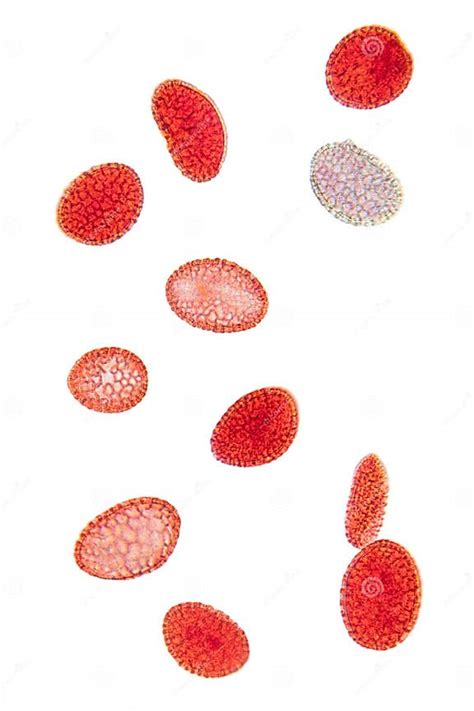 Lily Pollen Red Stained Pollen Grains Whole Mount 80x Light