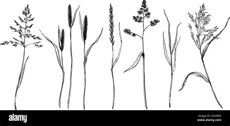Set Of Grasses As Bluegrass Cocksfoot Timothy Ryegrass Bents