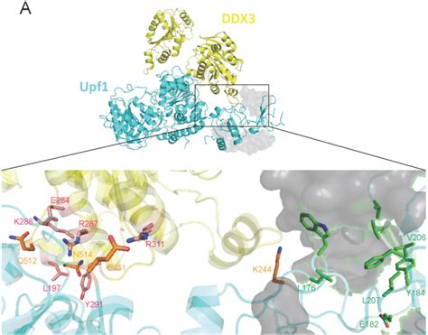 Biomolecules Special Issue Rna Binding Proteins—structure Function Networks And Disease