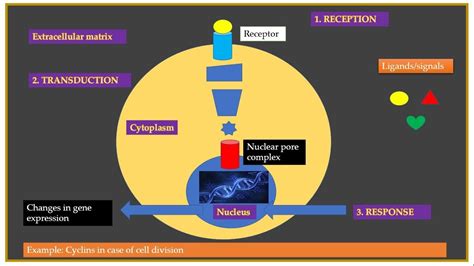 Signal Transduction Pathway Nature Review At Benjamin Downie Blog