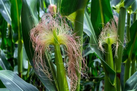 The Formation Of A Young Corn Cob During Flowering Stock Image Image