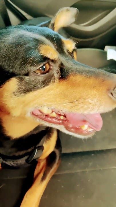 Hes A Weenier Dog Mix Youtube