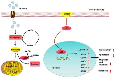 Cd38 Affects The Biological Behavior And Energy Metabolism Of