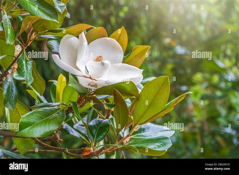 Saucer Magnolia Leaves