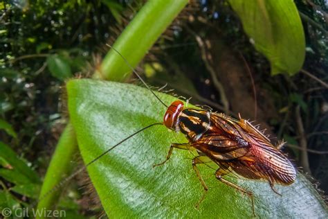 Order Blattodea Cockroaches And Termites Gil Wizen