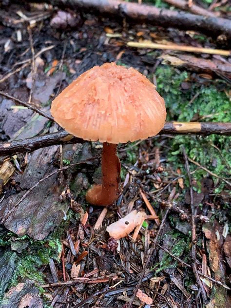38 Orange Mushrooms And Fungi Identification And Edibility