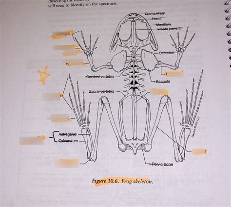 Frog Skeleton Labeling Pt 2 Diagram Quizlet
