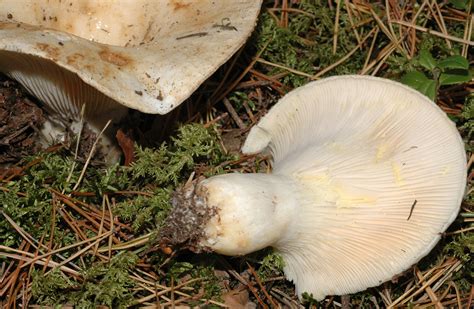 Fungus Gallery Lactarius Nikb2335