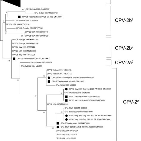 Viral Loads Of Cpv 2 Strains Of Vaccine Origin Download Scientific Diagram