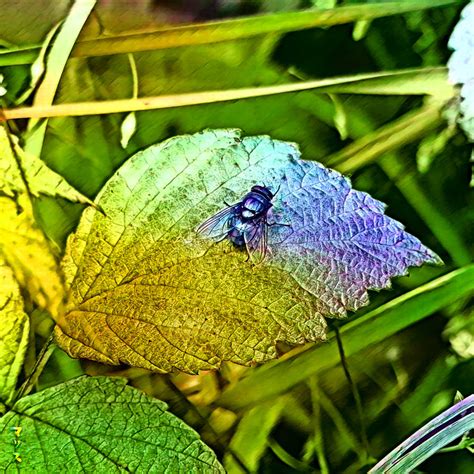 Radiation Fly By Mightymads On Deviantart