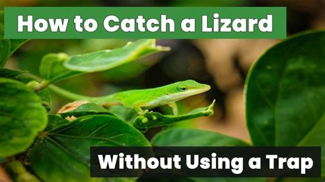 Hacks And Tips How To Catch A Lizard Without Using A Trap Youtube