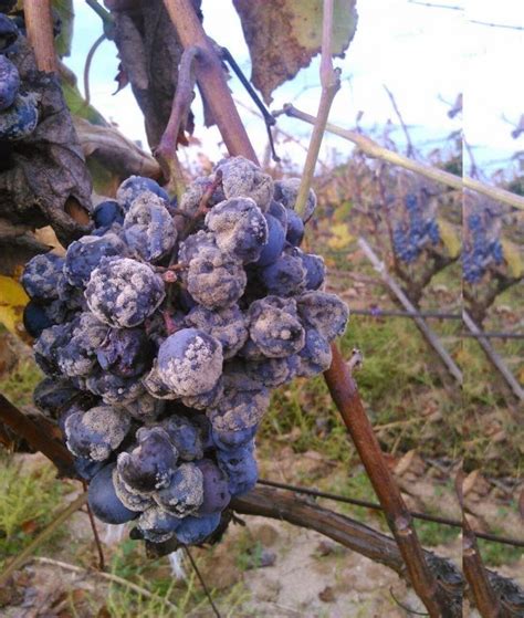 Phytopathology Plantdeseasesandtreatments