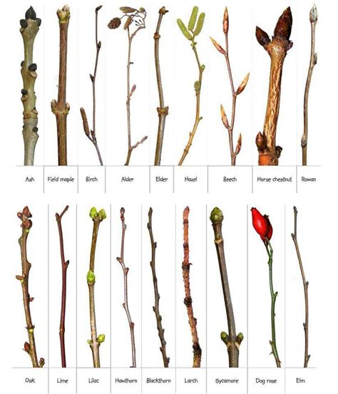 Fruit Trees Home Gardening Apple Cherry Pear Plum How To Identify