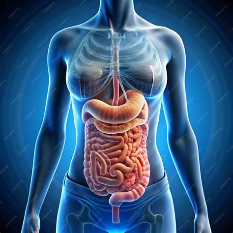 Premium Photo Digestion Problems Ibs Or Stomach Ache Or Pictures Of