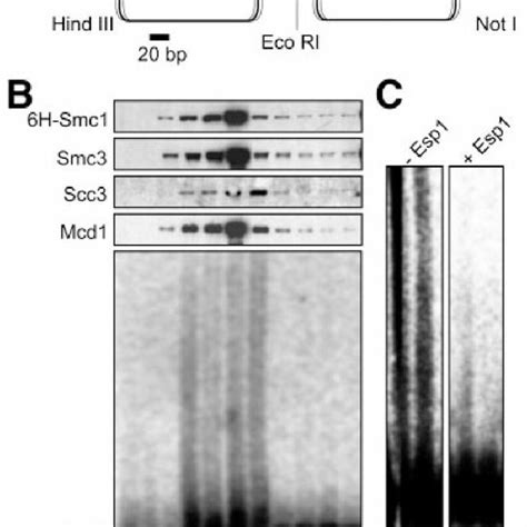 Analysis Of Cohesin Substrate And Purification Of Recombinant Cohesin