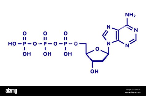 Deoxyadenosine Triphosphate Datp Nucleotide Molecule Dna Building Block Blue Skeletal
