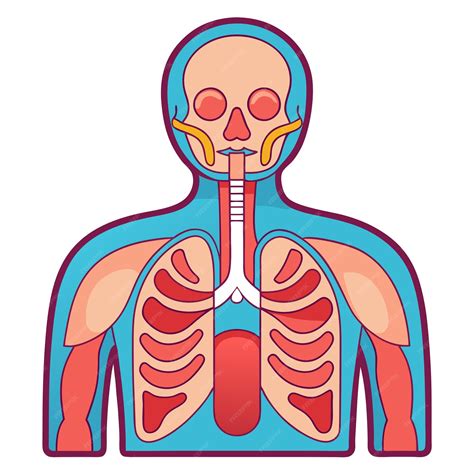 Human Respiratory System Clipart Vector Art And Illustration Premium