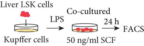 Kupffer Cells Can Promote Liver Lsk Cell Proliferation A A Schematic Download Scientific