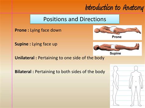 Prone Definition Anatomy Human Anatomy Atlas Visual 3d Gross And