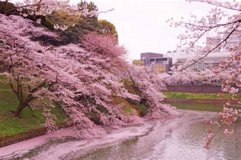 Kitanomaru Park Cherry Blossom Viewing