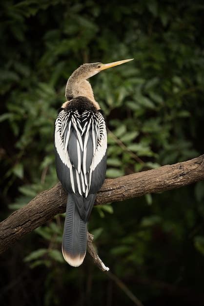Premium Photo Rear View Of Anhinga Bird Perching On Branch