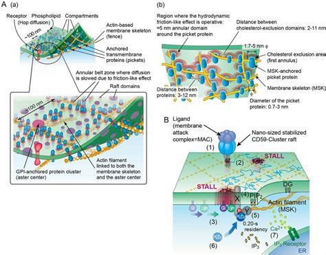 Actin Induced Pm Compartmentalization And Its Coupling With Raft