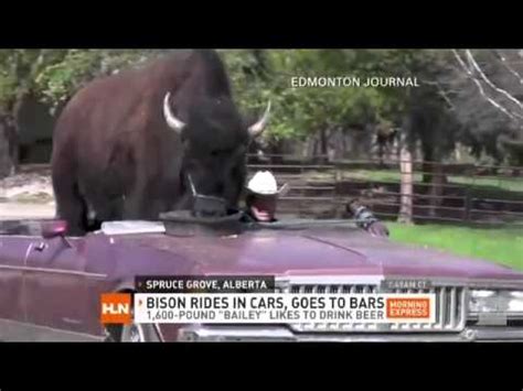 1 600 Pound Bison Rides In Cars And Goes To Bars Youtube