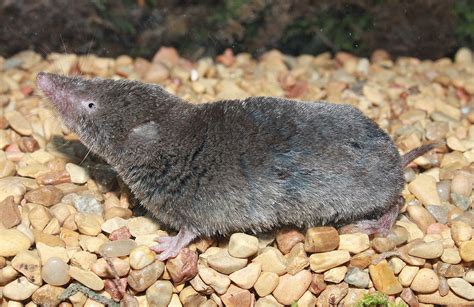 Southern Short Tailed Shrew