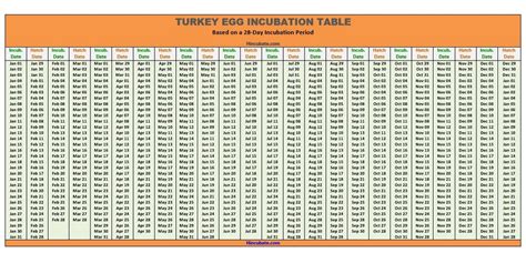How To Incubate Turkey Eggs Hincubate